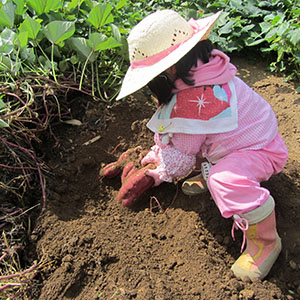 コアシスファーム栽培日誌 | 菜園マスター by Coasys Farm