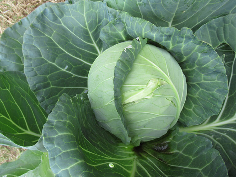 キャベツの収穫 | 菜園マスター by Coasys Farm